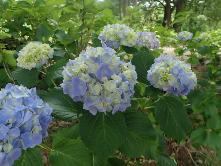 【R8.5.31更新】今年のアジサイは… - 谷本公園 【緑とコミュニティーグループ】